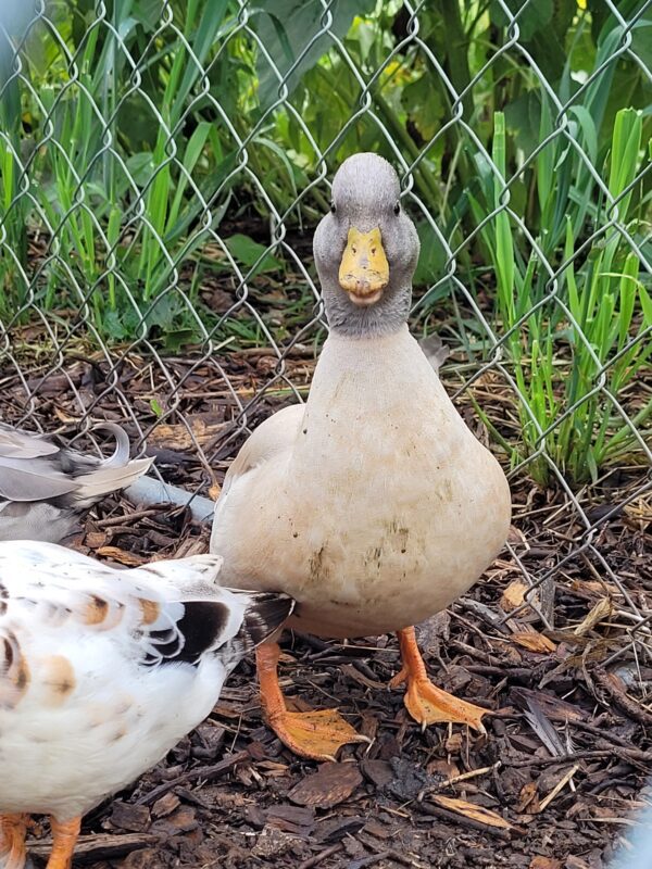 What Are Call Ducks? Everything You Need To Know - Donvey Farms