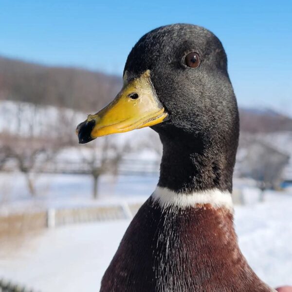 What Are Call Ducks? Everything You Need To Know - Donvey Farms