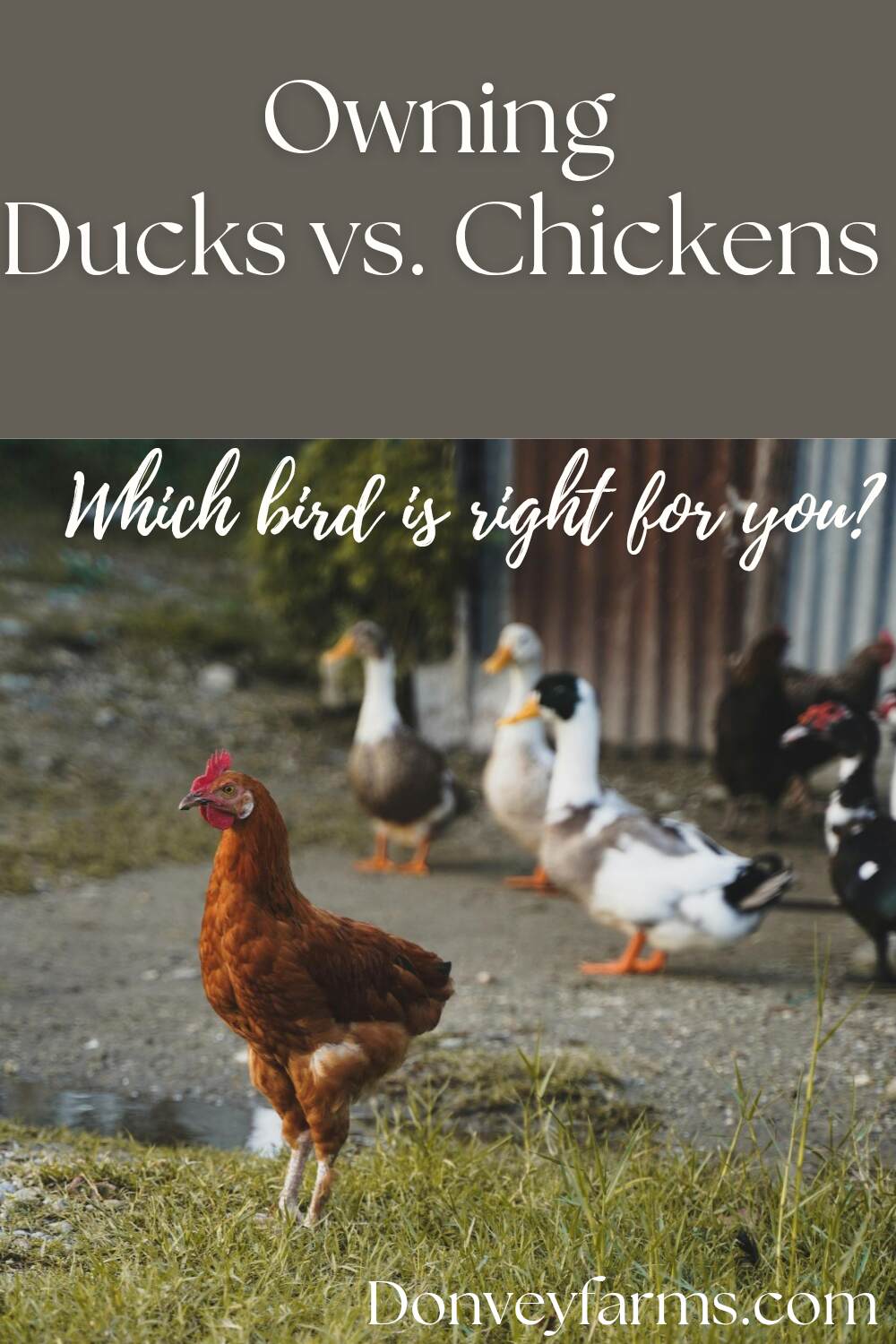 Owning Ducks vs Chickens Which One Is Right For You? - Donvey Farms