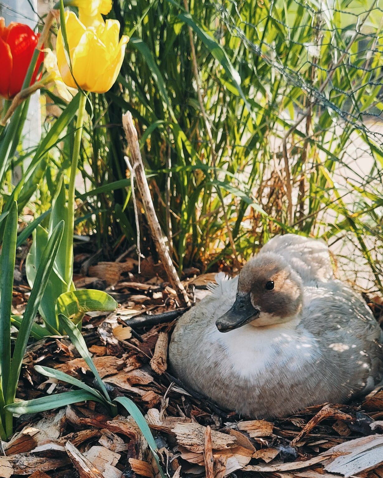 Thinking Of Getting Ducklings? Here's What You Need To Know - Donvey Farms