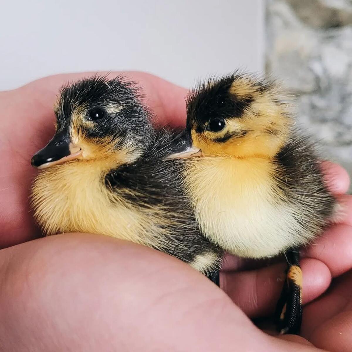 What Are Call Ducks? Everything You Need To Know - Donvey Farms