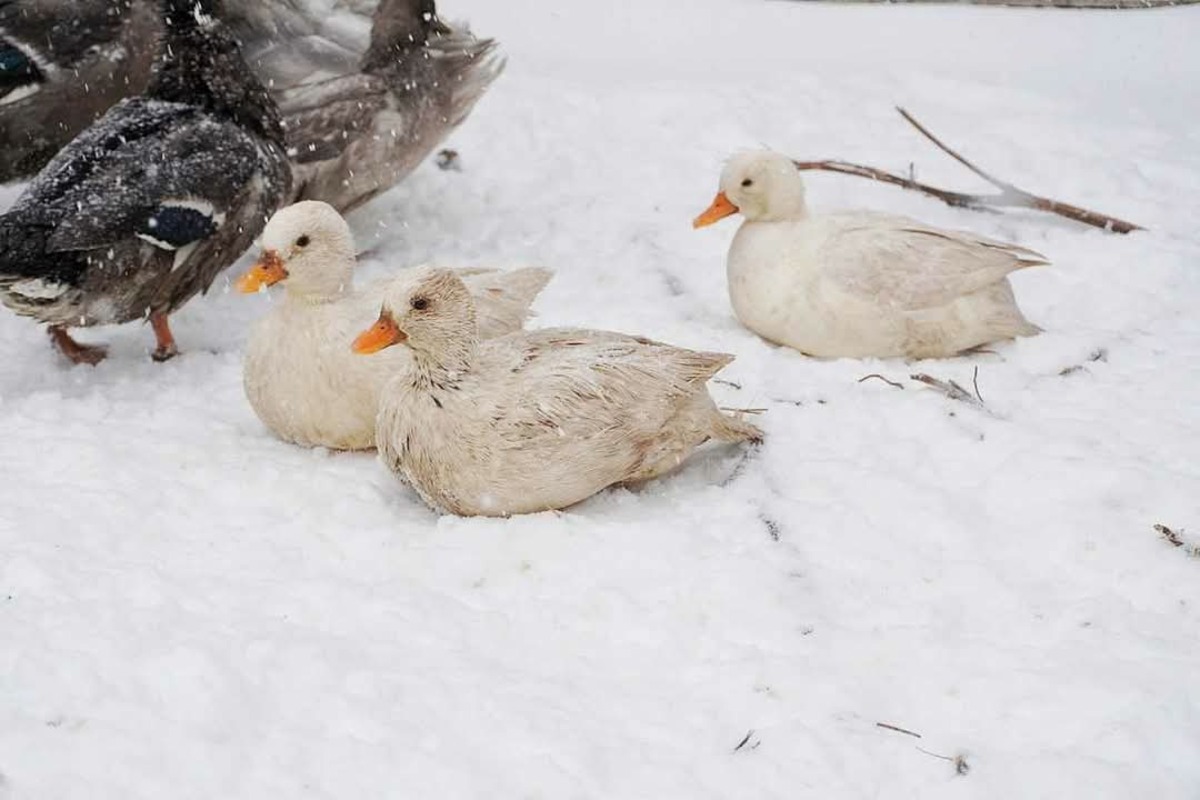 What Are Call Ducks? Everything You Need To Know - Donvey Farms