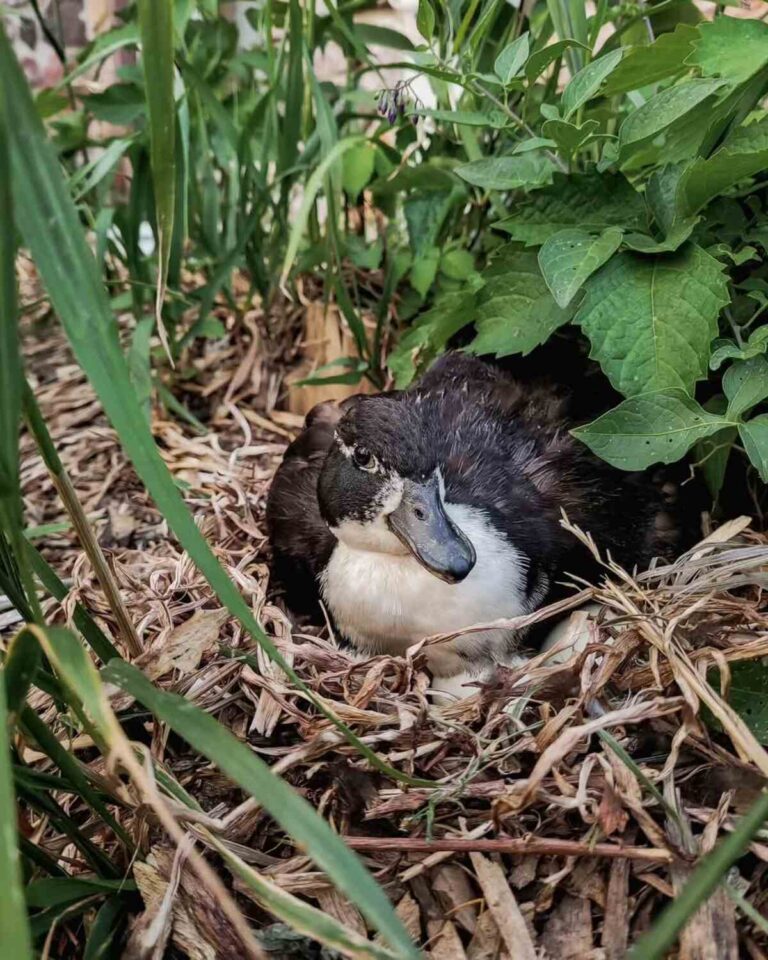 What Are Call Ducks? Everything You Need To Know - Donvey Farms