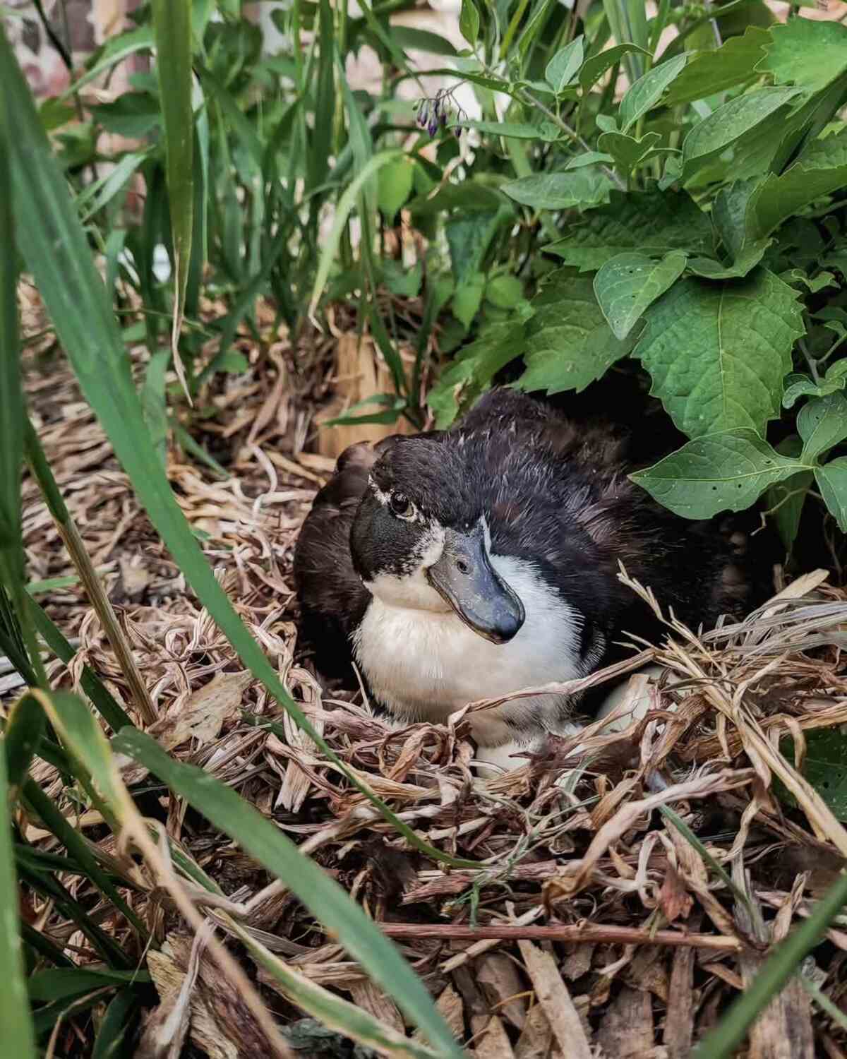 What Are Call Ducks? Everything You Need To Know - Donvey Farms