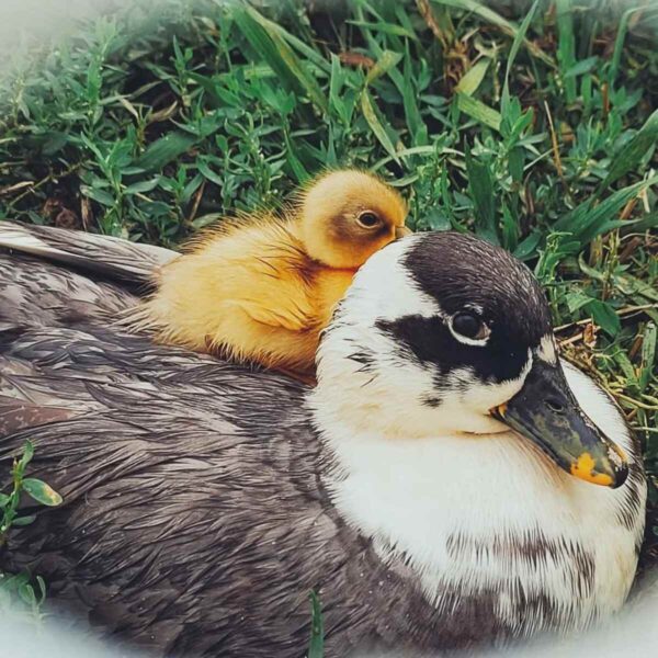 What Are Call Ducks? Everything You Need To Know - Donvey Farms