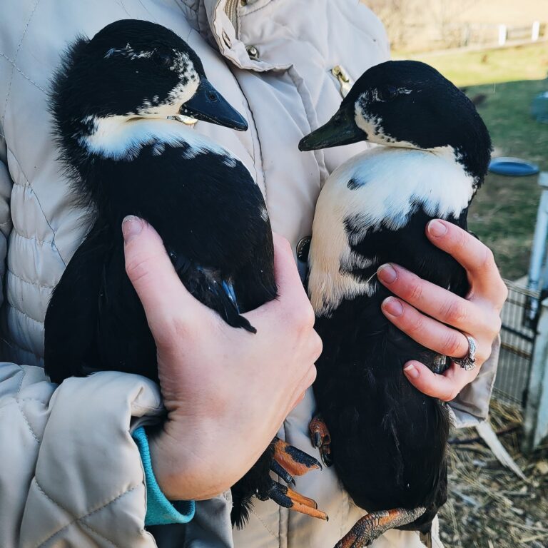 What Are Call Ducks? Everything You Need To Know - Donvey Farms