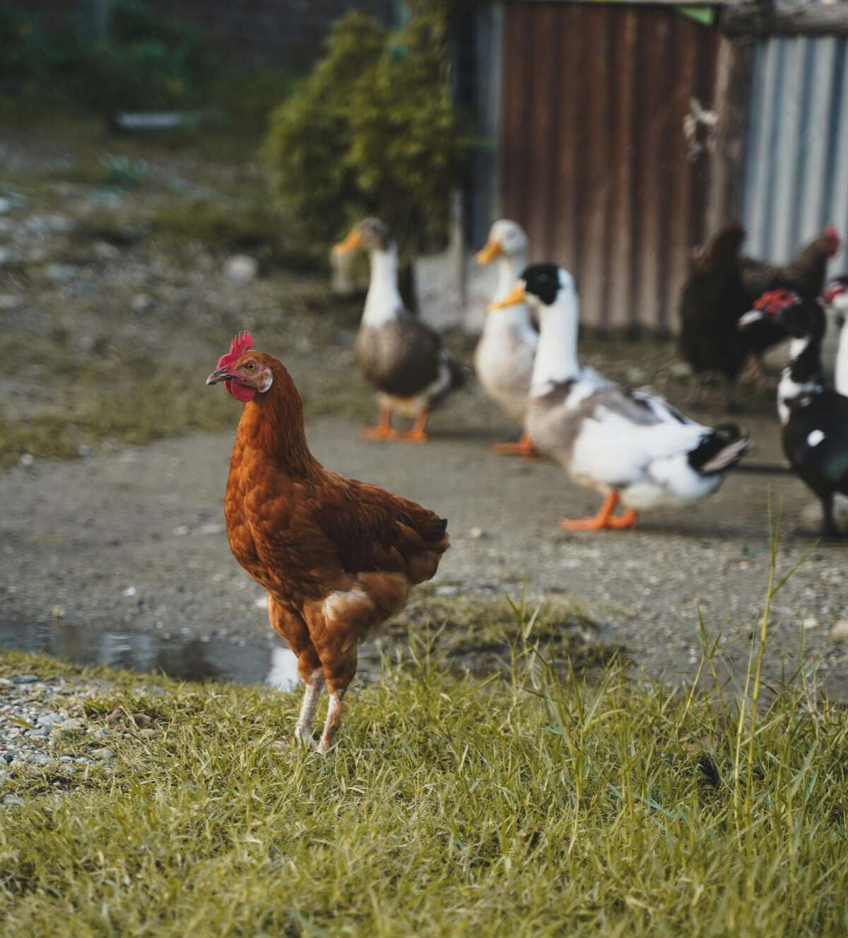 The Difference Between Chicken Eggs vs Duck Eggs - Donvey Farms