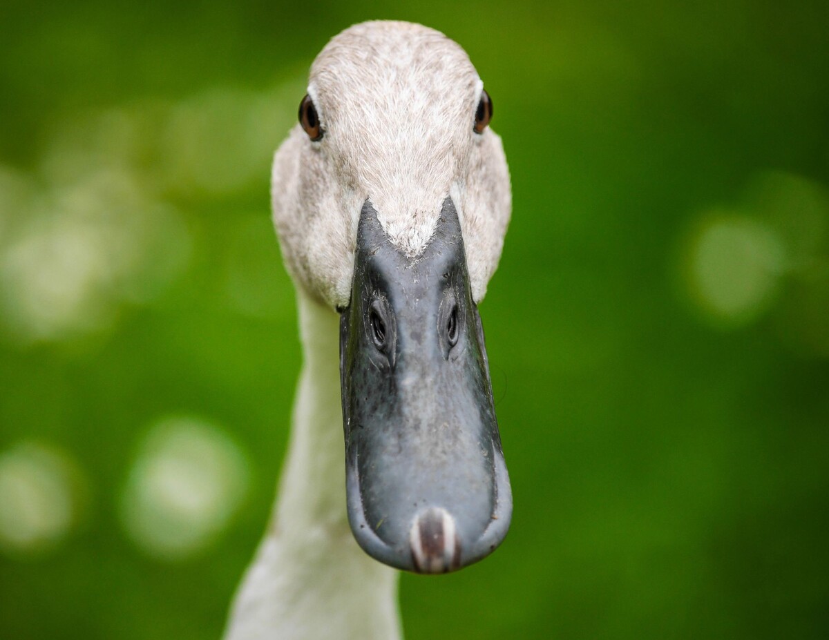 Owning Ducks vs Chickens Which One Is Right For You? - Donvey Farms