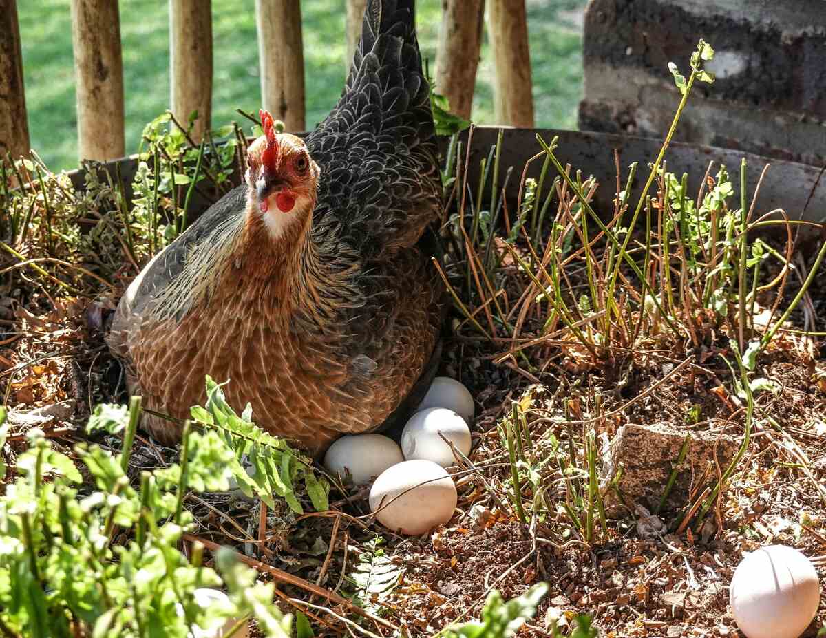 Thinking of getting Chicks? Here's What You Need To Know - Donvey Farms