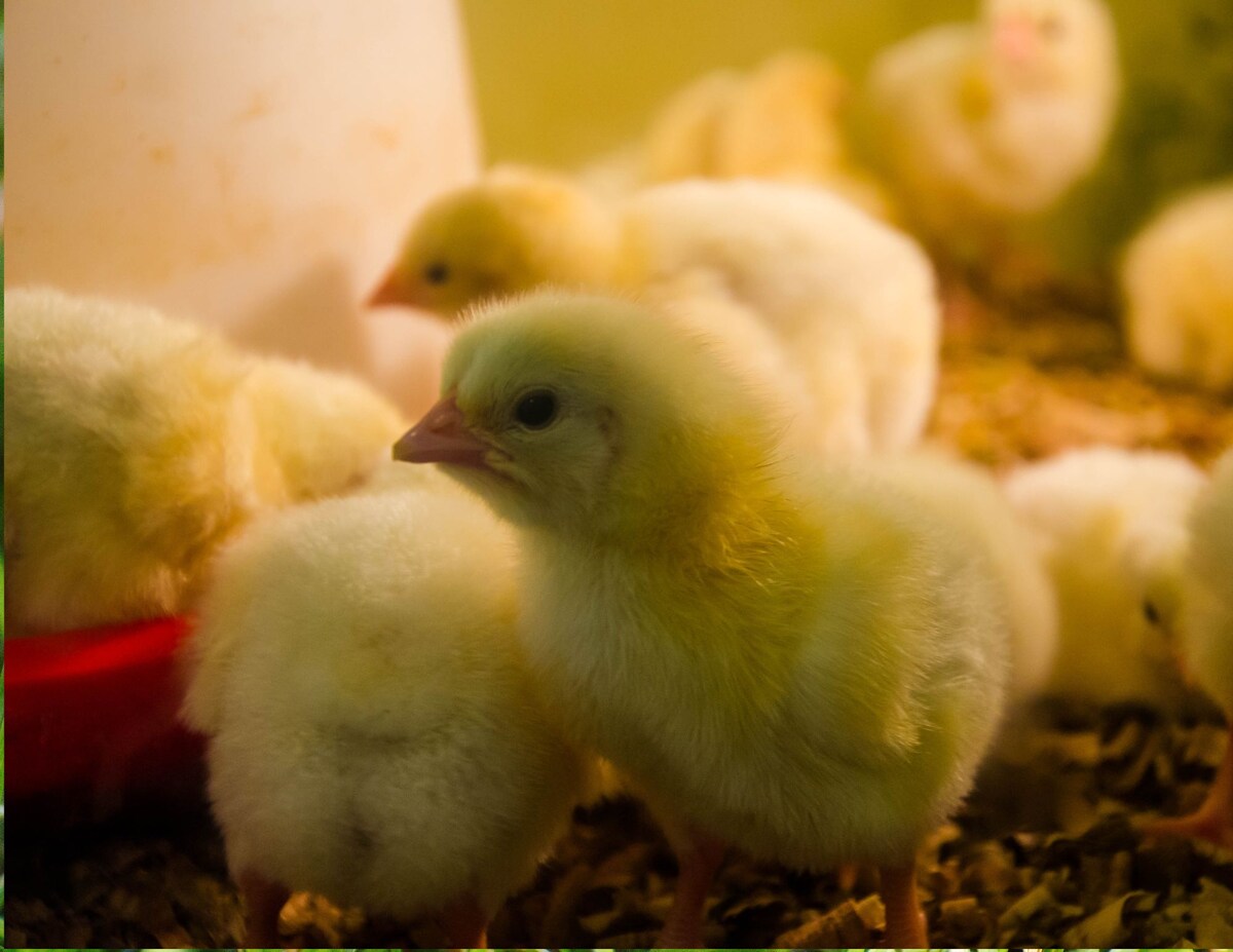 Thinking of getting Chicks? Here's What You Need To Know - Donvey Farms