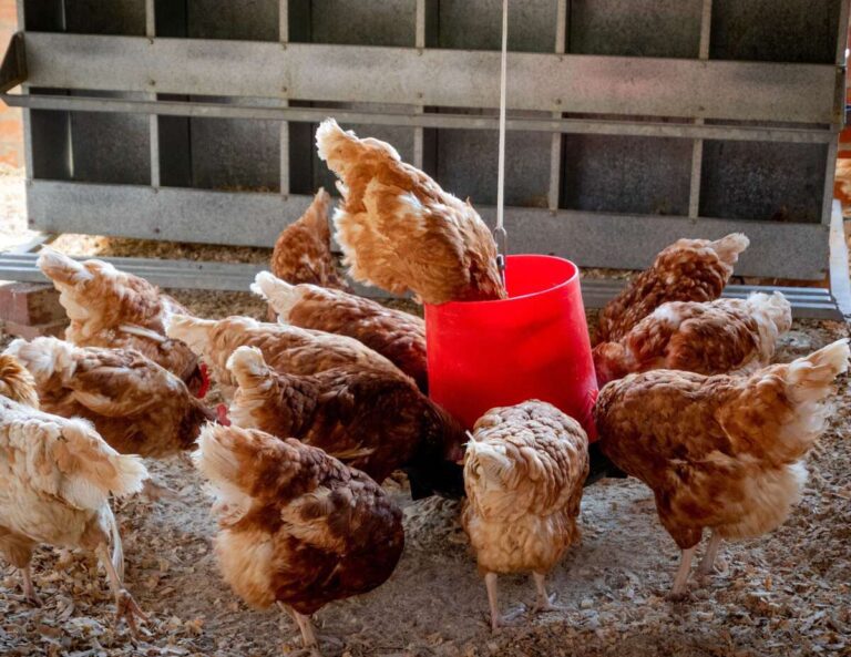 Thinking of getting Chicks? Here's What You Need To Know - Donvey Farms
