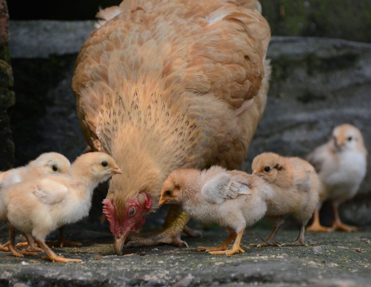 Thinking of getting Chicks? Here's What You Need To Know - Donvey Farms