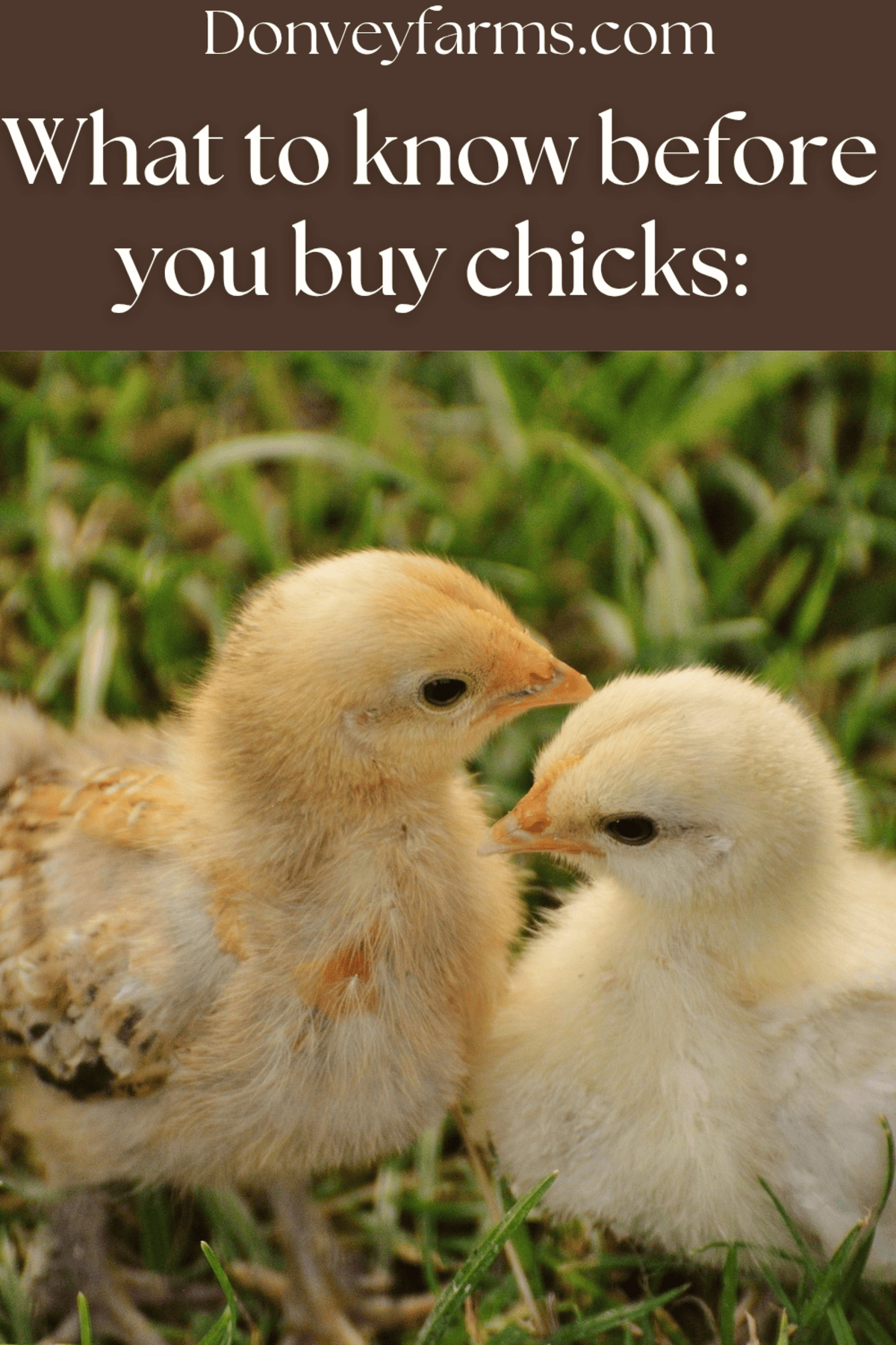 Thinking of getting Chicks? Here's What You Need To Know - Donvey Farms