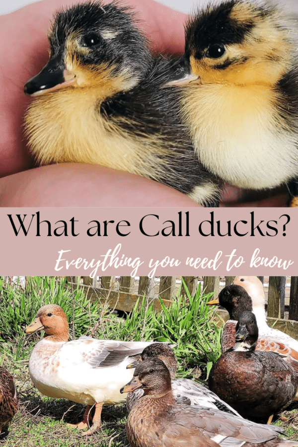 What Are Call Ducks? Everything You Need To Know - Donvey Farms