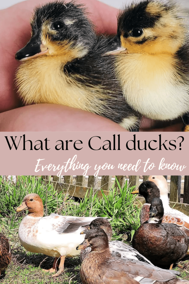 What Are Call Ducks? Everything You Need To Know - Donvey Farms