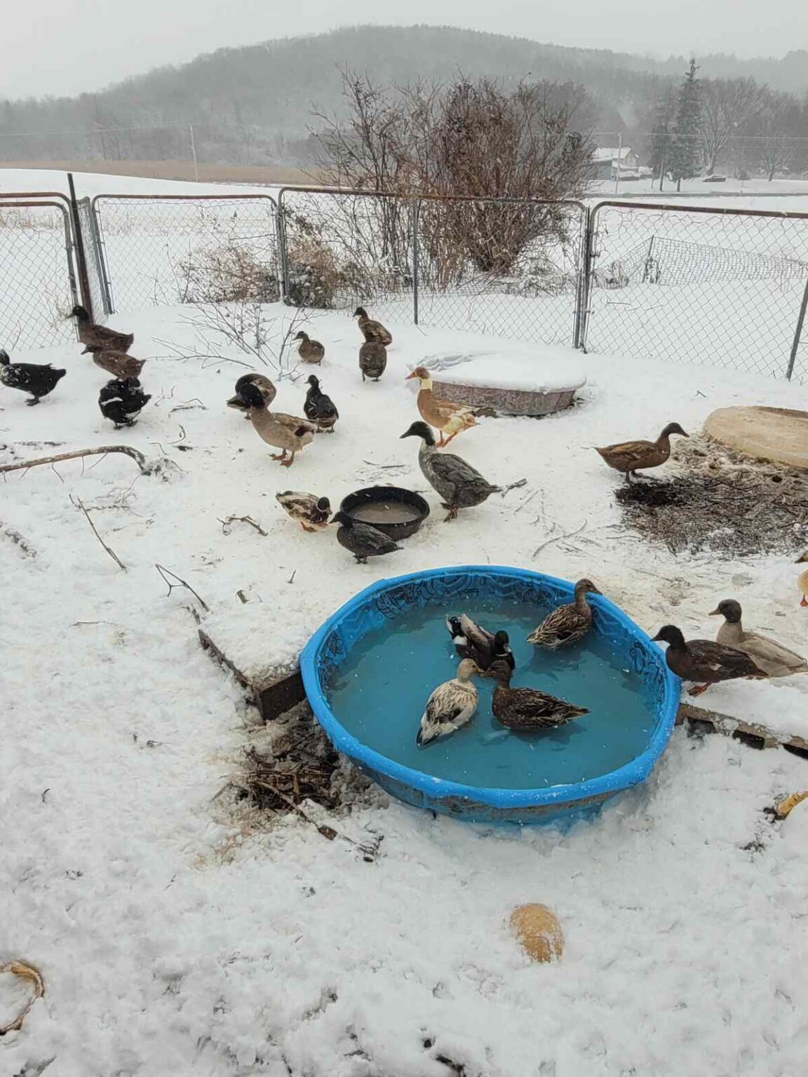 Call Ducks VS Regular Ducks Everything You Need to Know - Donvey Farms