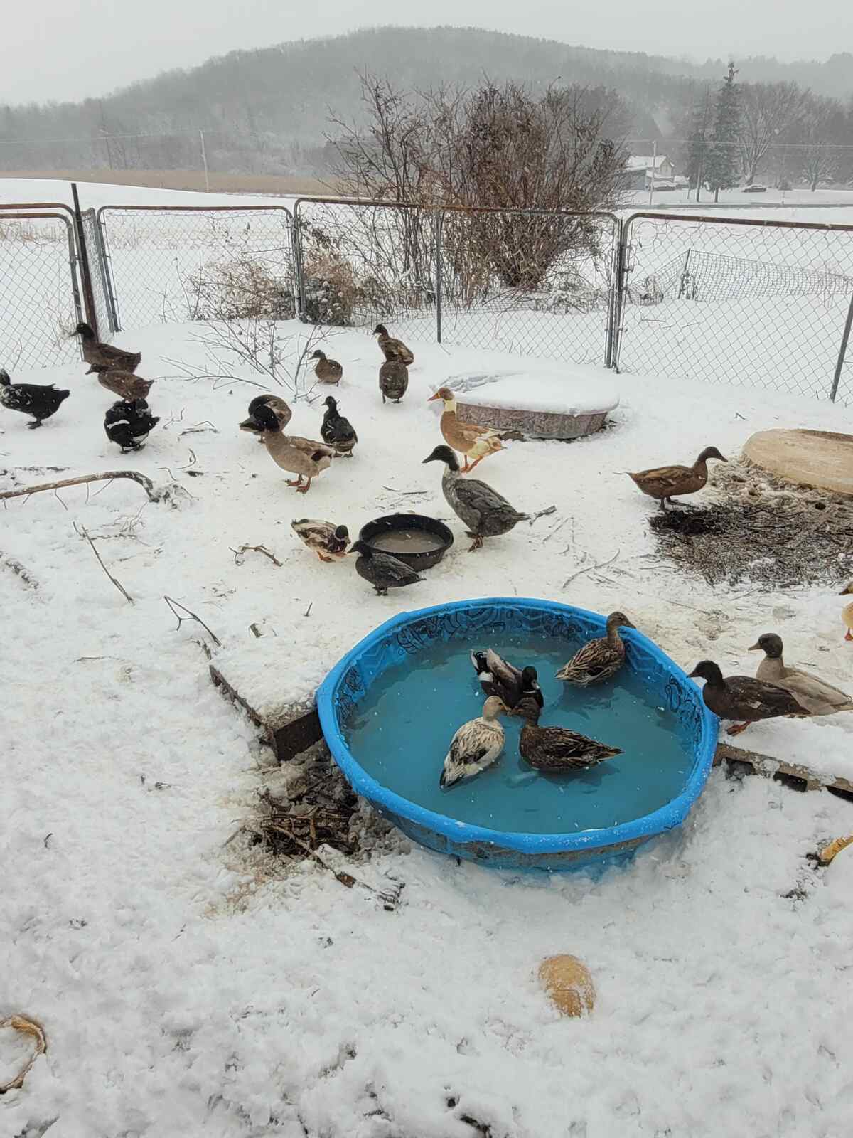 Call Ducks VS Regular Ducks Everything You Need to Know - Donvey Farms