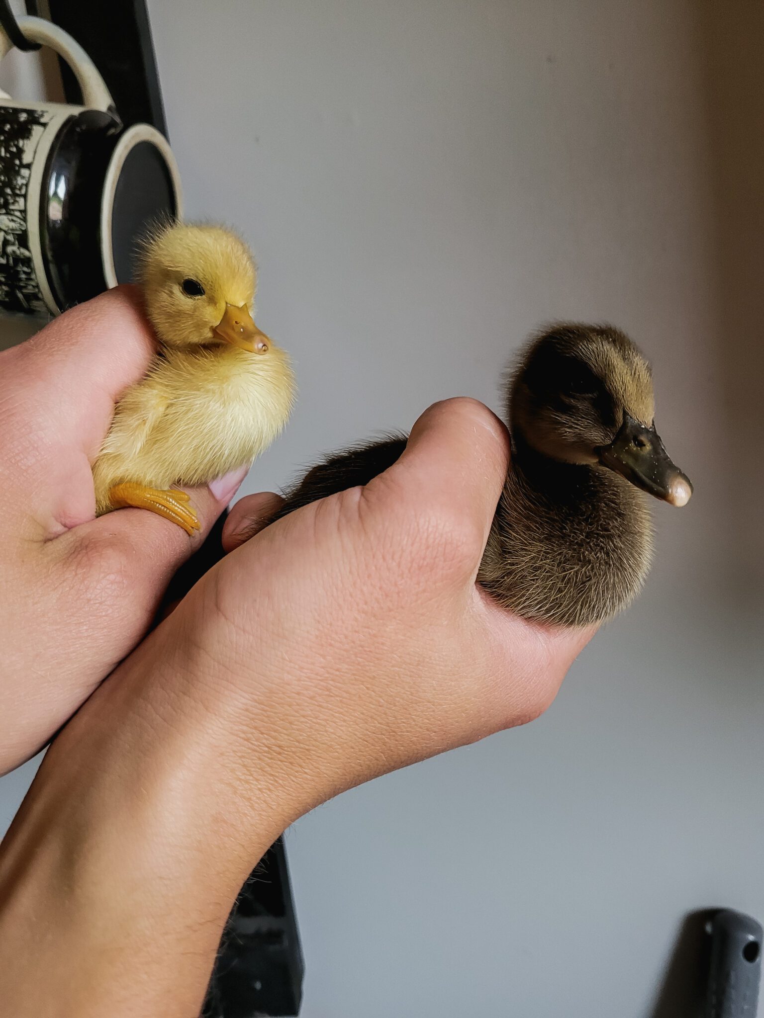 Call Ducks VS Regular Ducks Everything You Need to Know - Donvey Farms