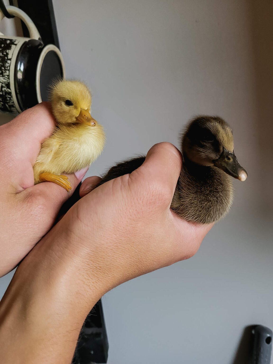 What Are Call Ducks? Everything You Need To Know - Donvey Farms