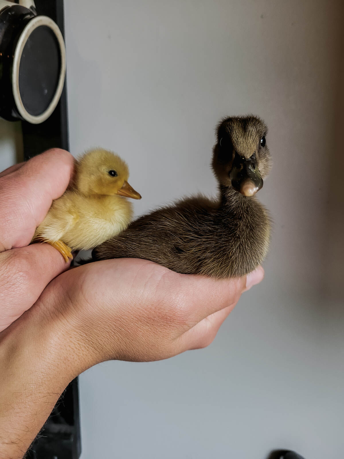 Call Ducks VS Regular Ducks Everything You Need to Know - Donvey Farms