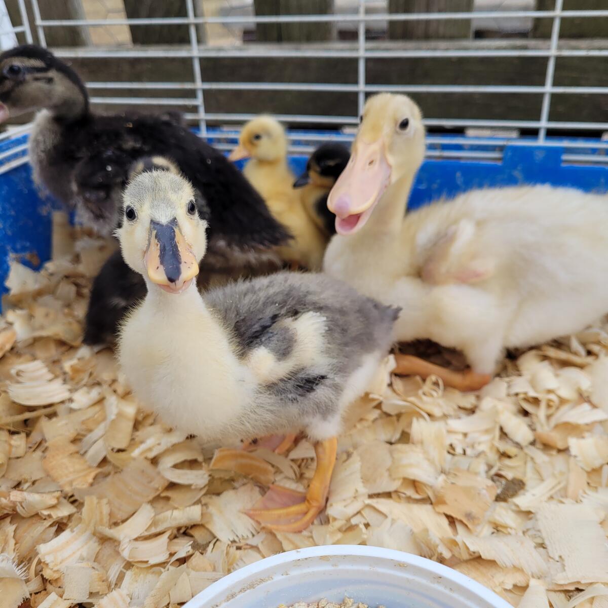 Call Ducks VS Regular Ducks Everything You Need to Know - Donvey Farms