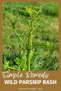 What Is Wild Parsnip? How To Treat Wild Parsnip Rash - Donvey Farms