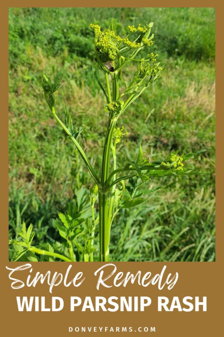 What Is Wild Parsnip? How To Treat Wild Parsnip Rash - Donvey Farms