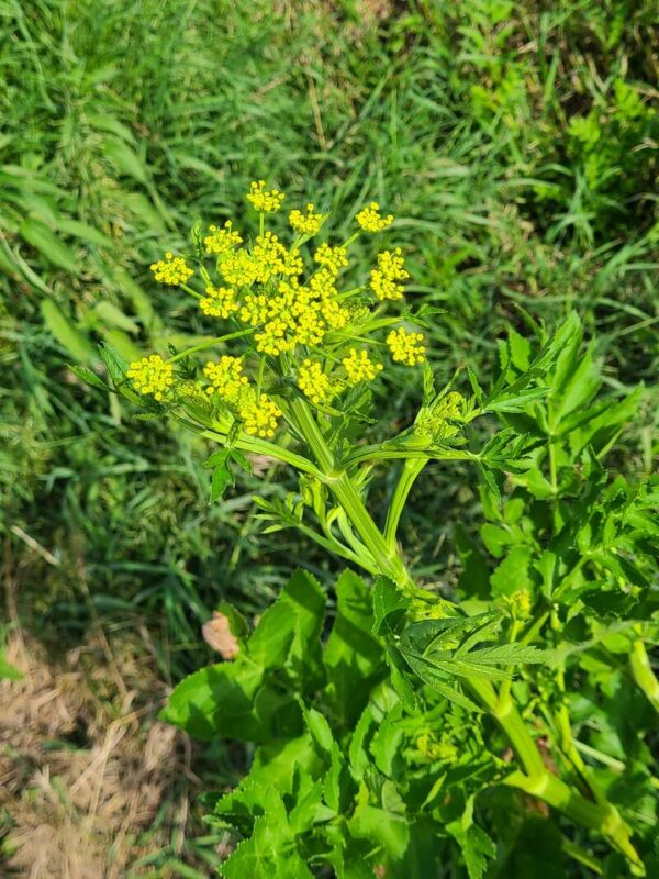 What Is Wild Parsnip? How To Treat Wild Parsnip Rash - Donvey Farms