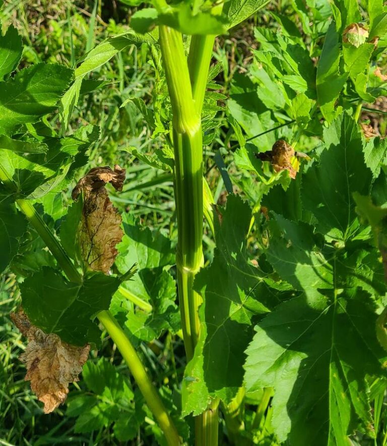 What Is Wild Parsnip? How To Treat Wild Parsnip Rash - Donvey Farms